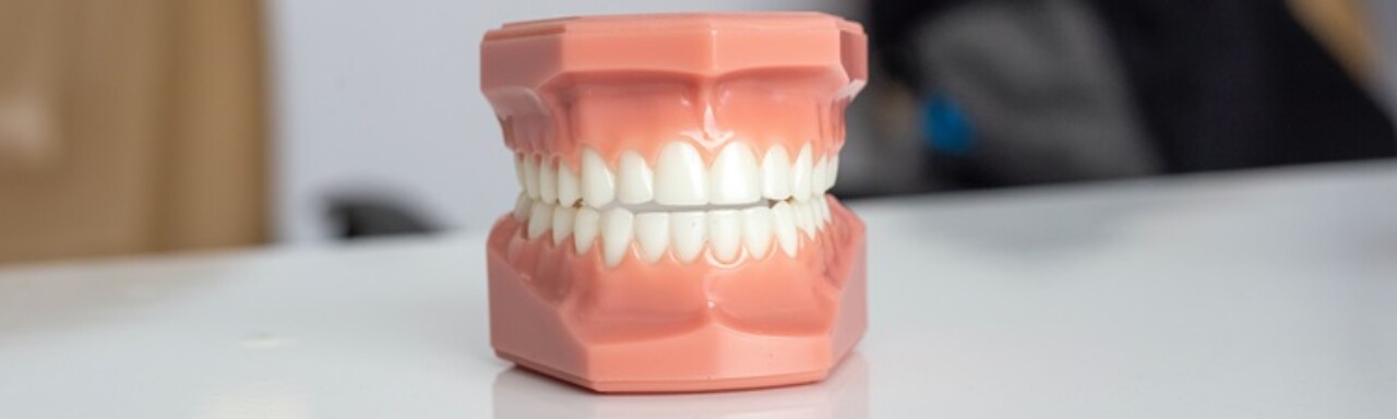 L'os cortical : caractéristiques & cicatrisation | newdentaire